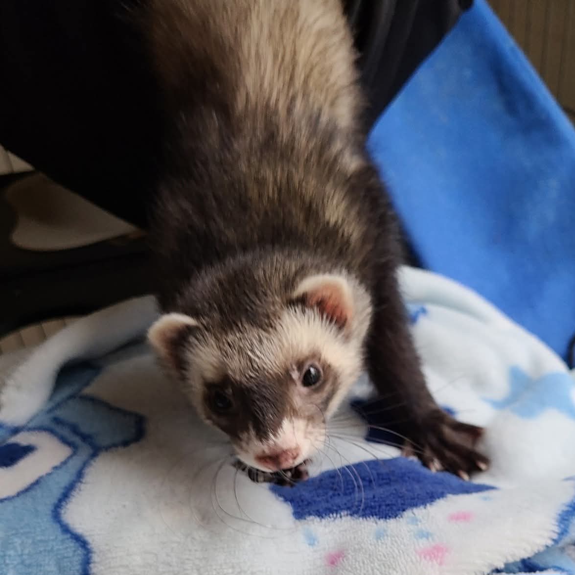 Adopt a Ferret - Tiny Paws Ferret Rescue