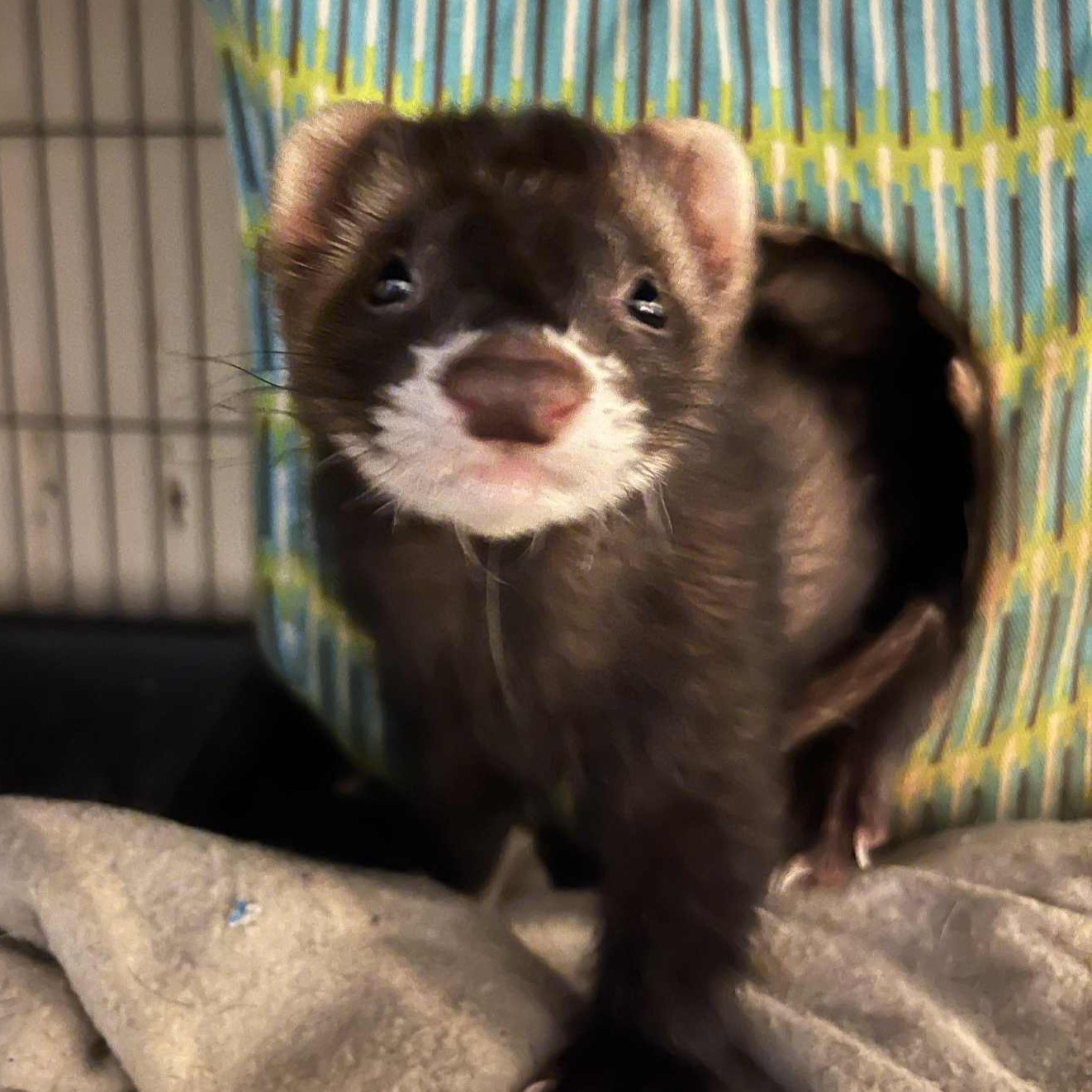 Tiny Paws Ferret Rescue