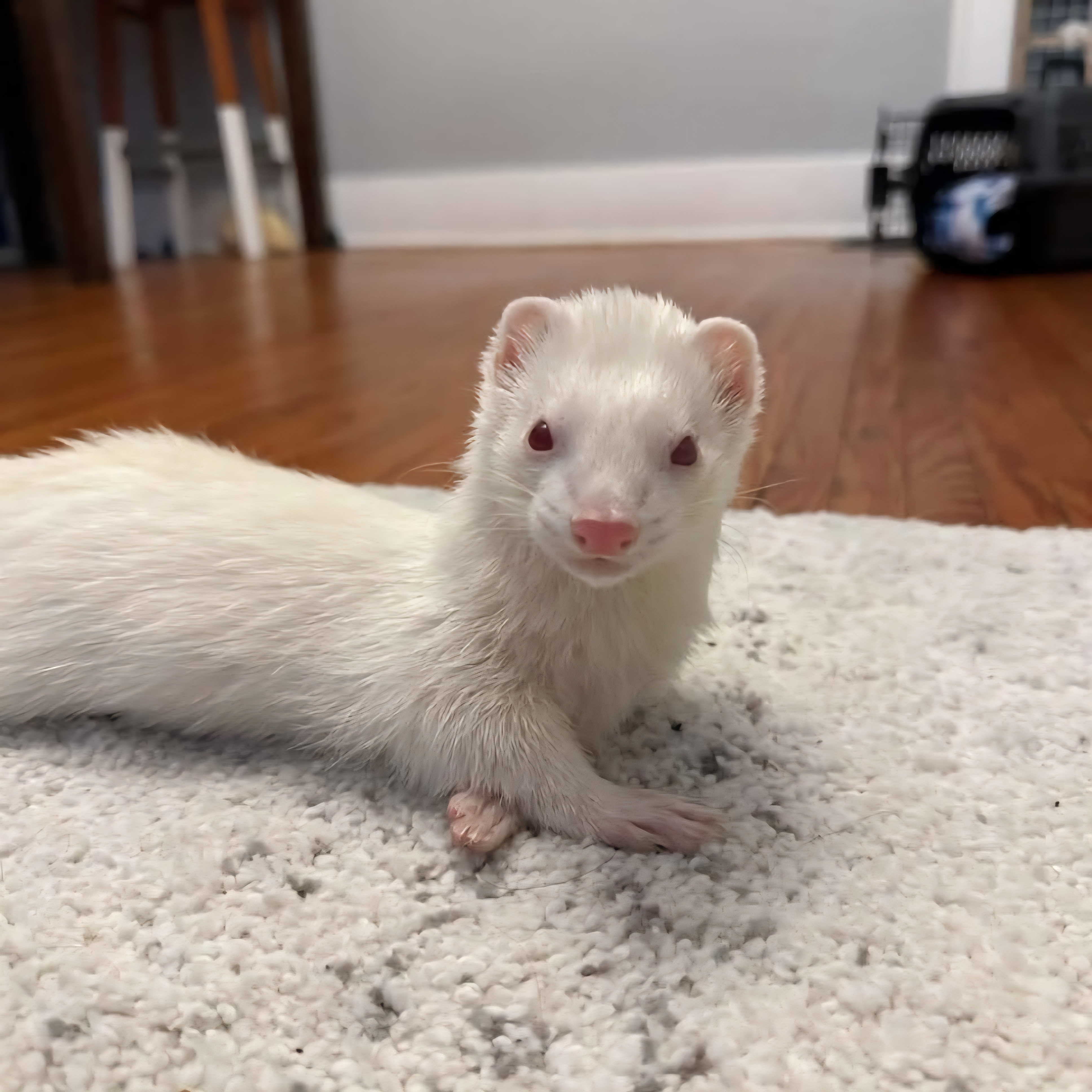 Tiny Paws Ferret Rescue