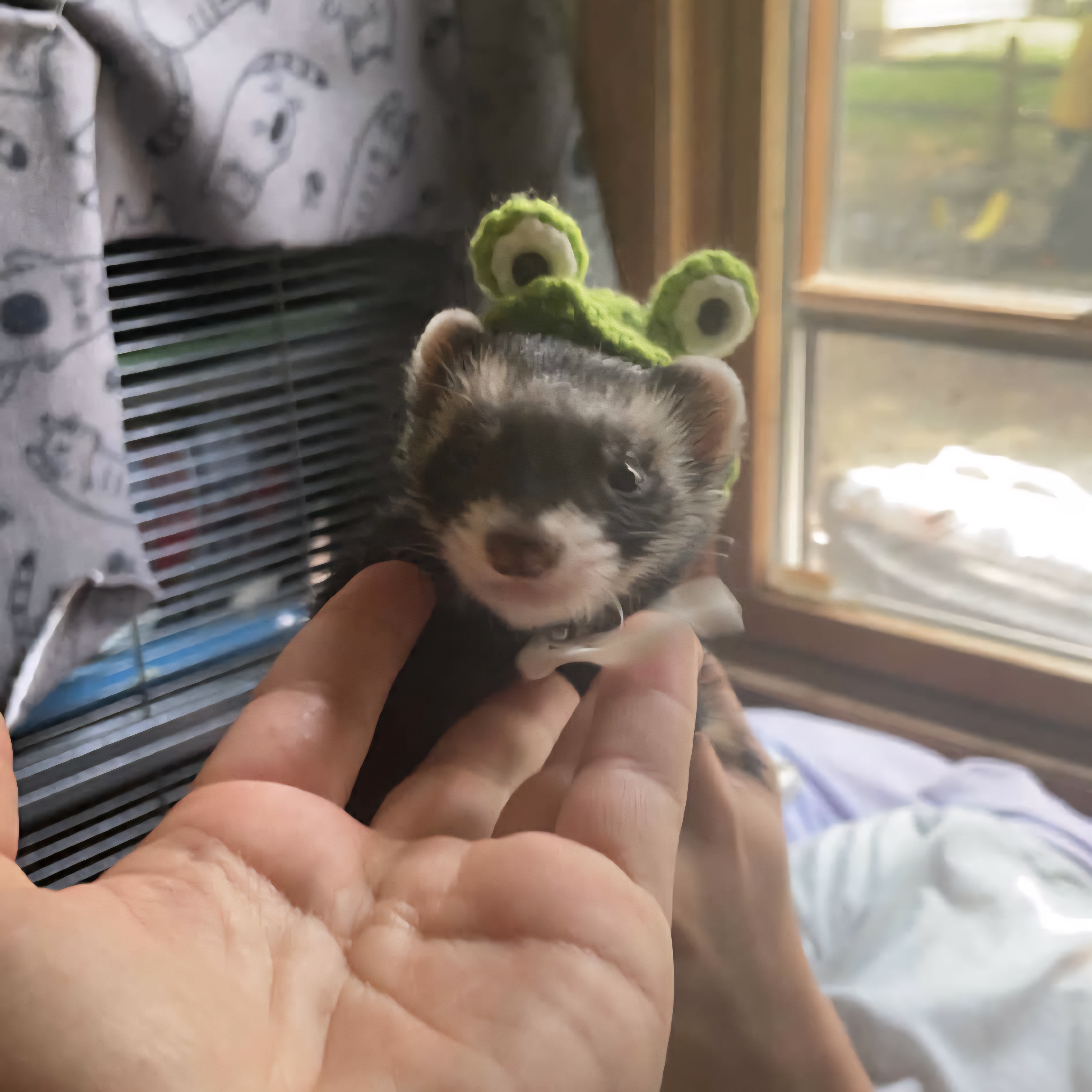 Tiny Paws Ferret Rescue