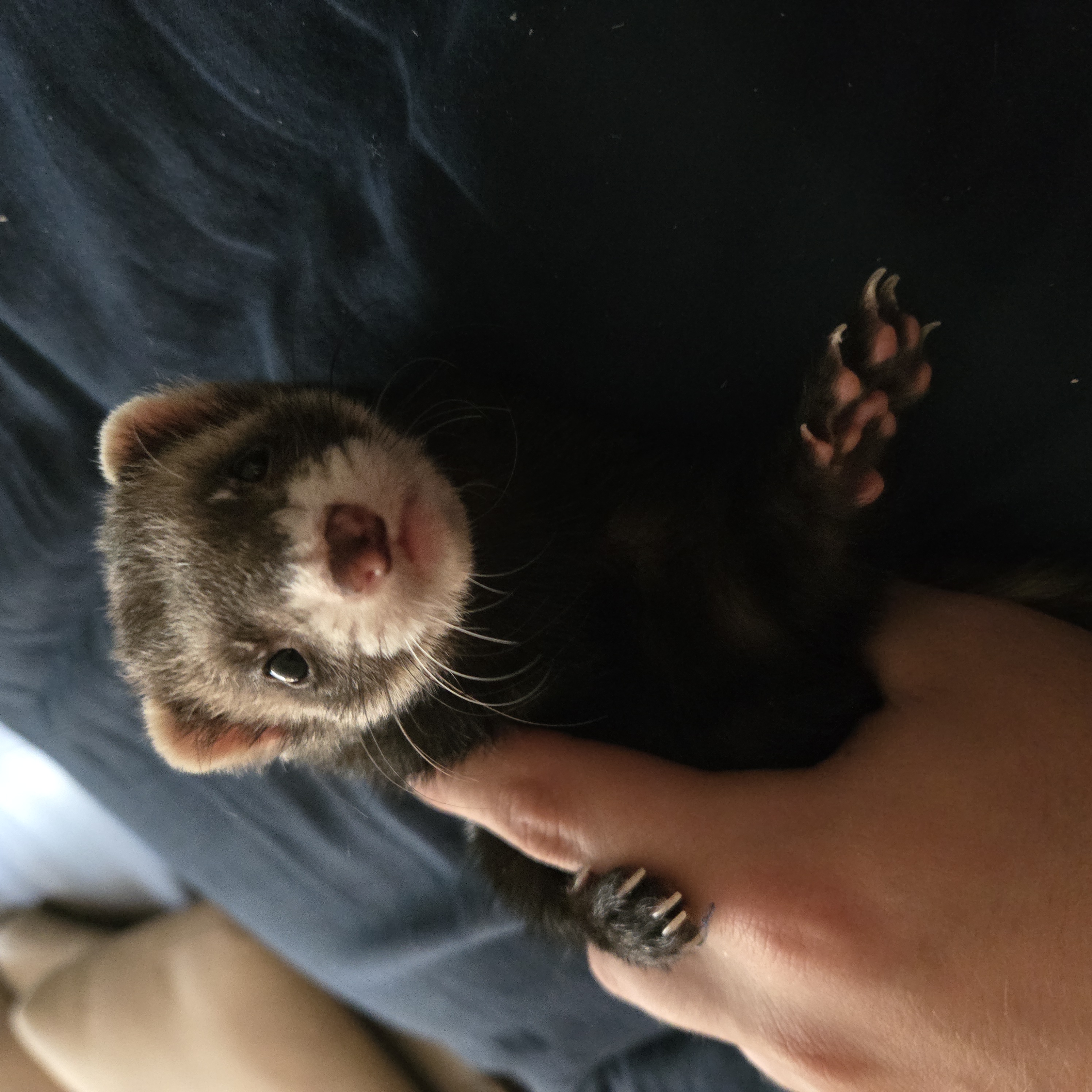 Tiny Paws Ferret Rescue
